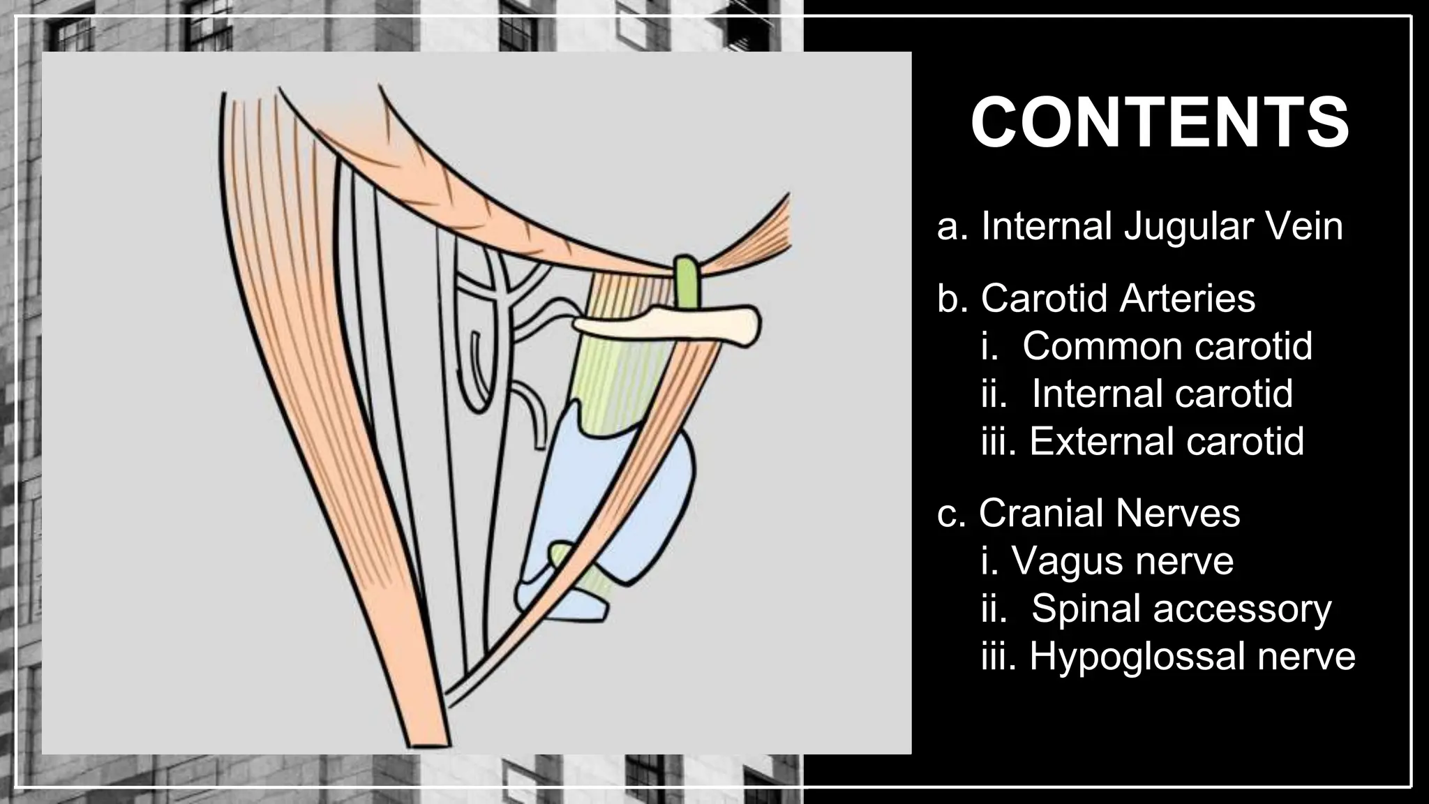 Carotid Triangle.pptx