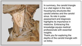Carotid Triangle.pptx