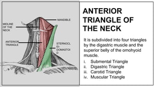 Carotid Triangle.pptx