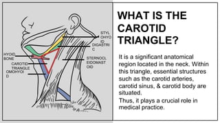Carotid Triangle.pptx