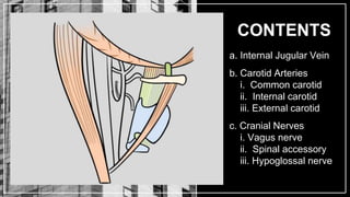Carotid Triangle.pptx