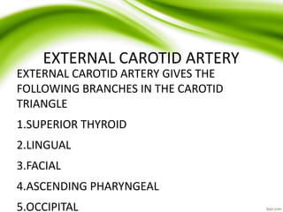 Carotid triangle | PDF