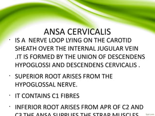 Carotid triangle | PDF