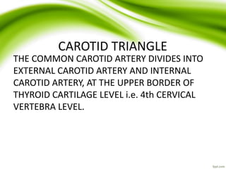Carotid triangle | PDF