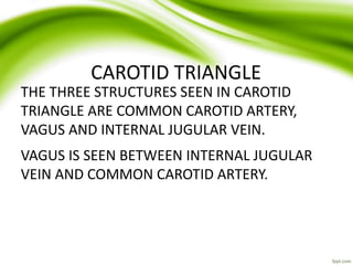 Carotid triangle | PDF