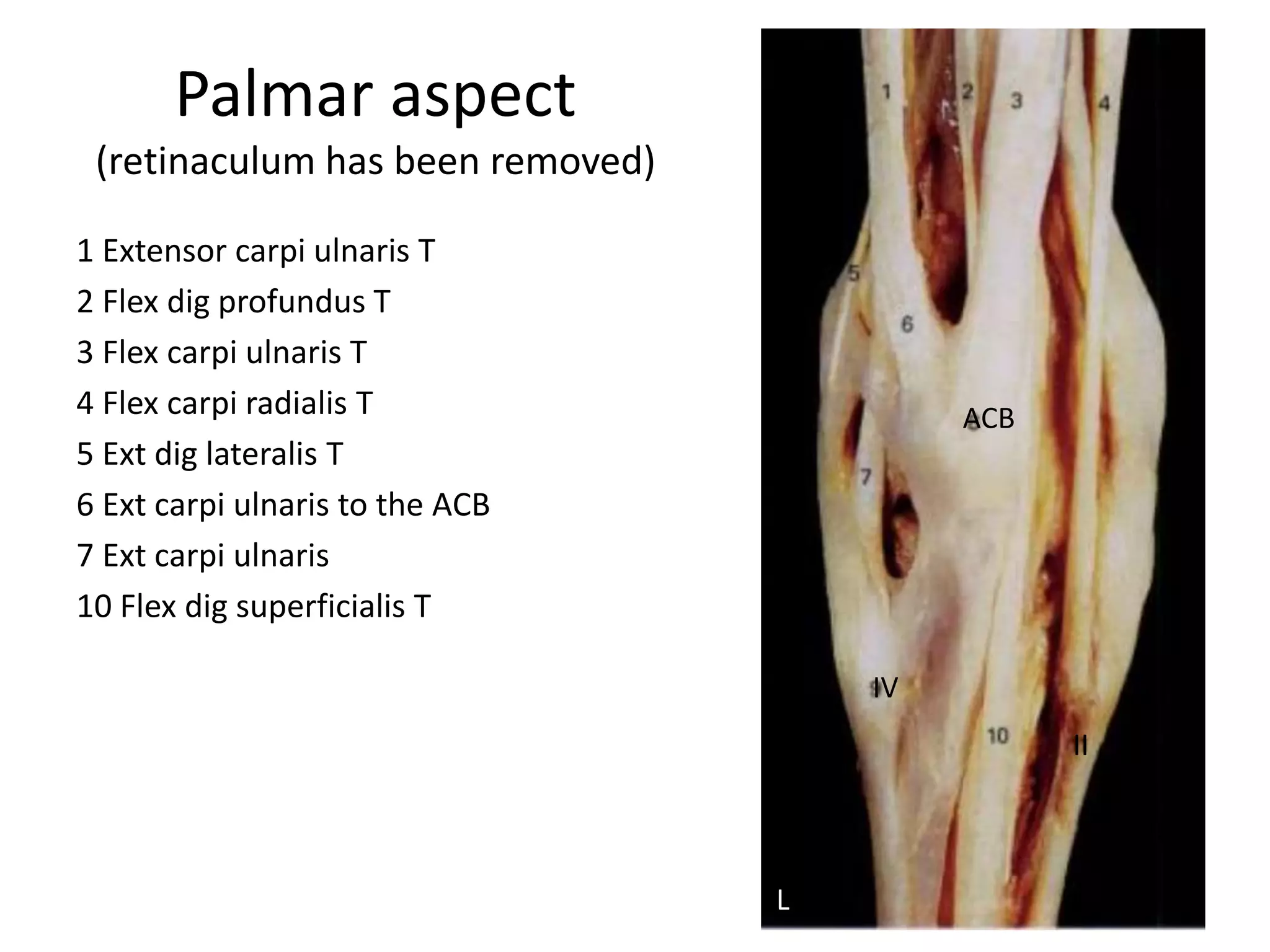 Equine Carpus Anatomy | PPTX