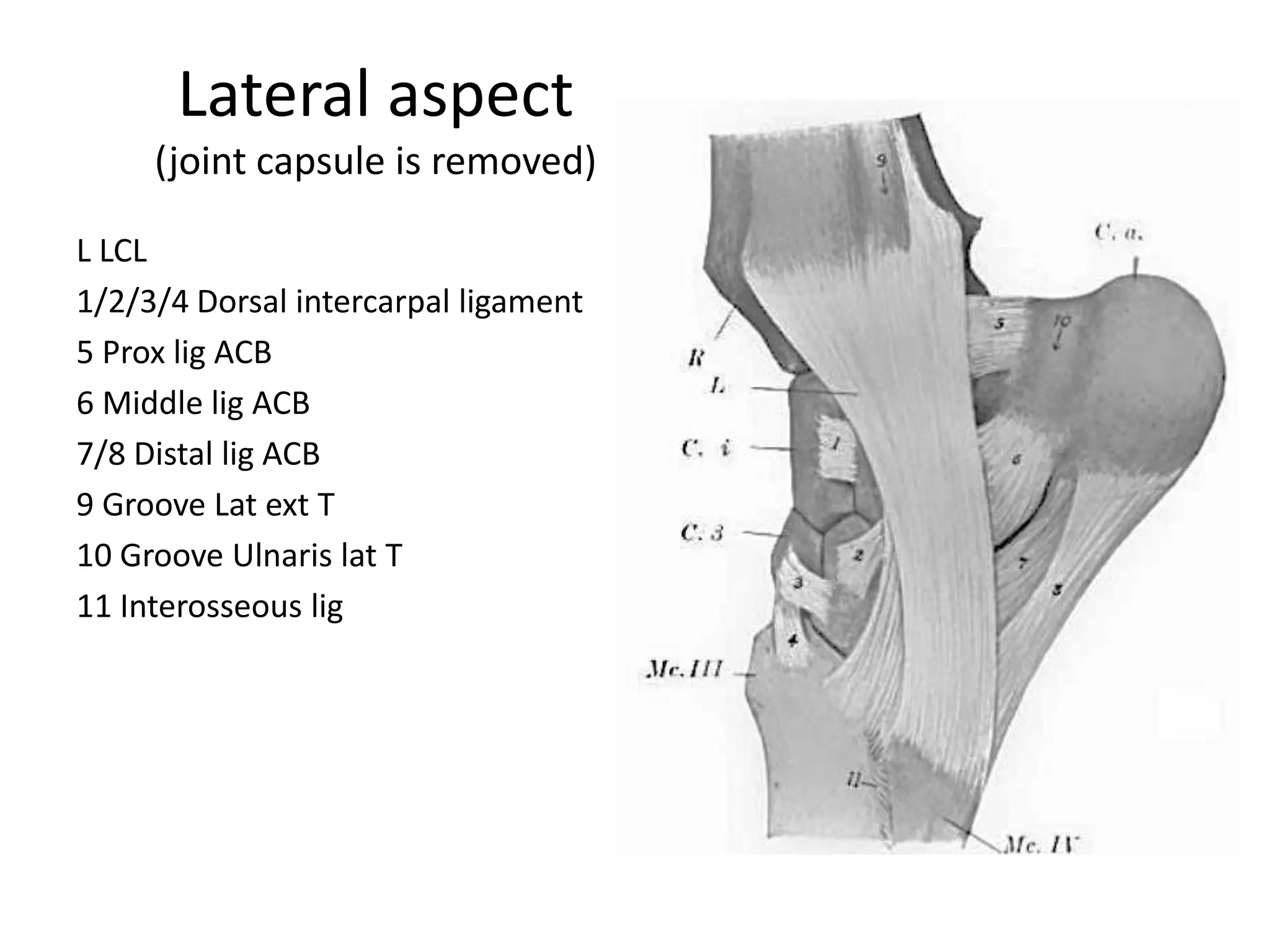 Equine Carpus Anatomy | PPTX