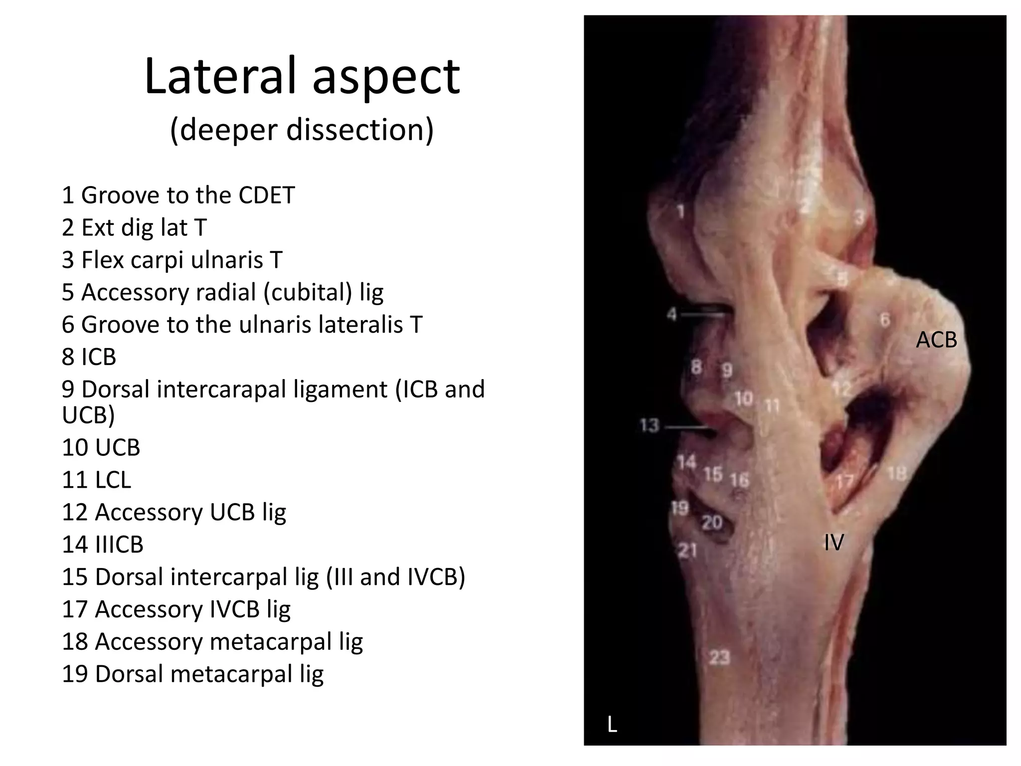 Equine Carpus Anatomy | PPTX