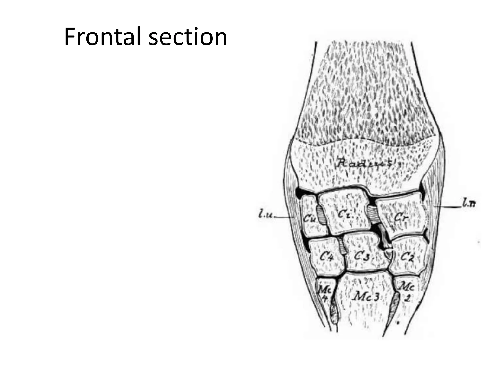 Equine Carpus Anatomy | PPTX