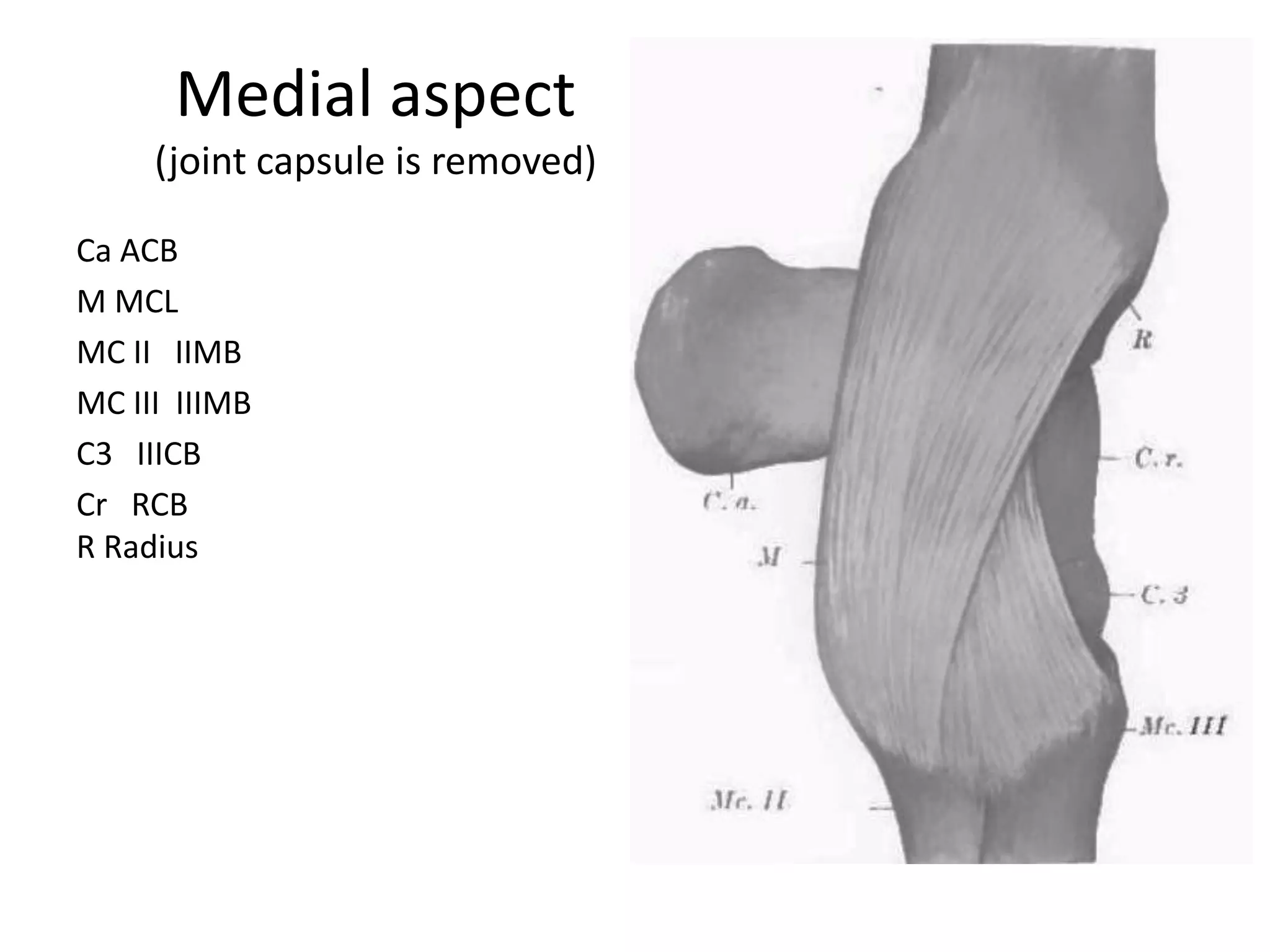 Equine Carpus Anatomy | PPTX