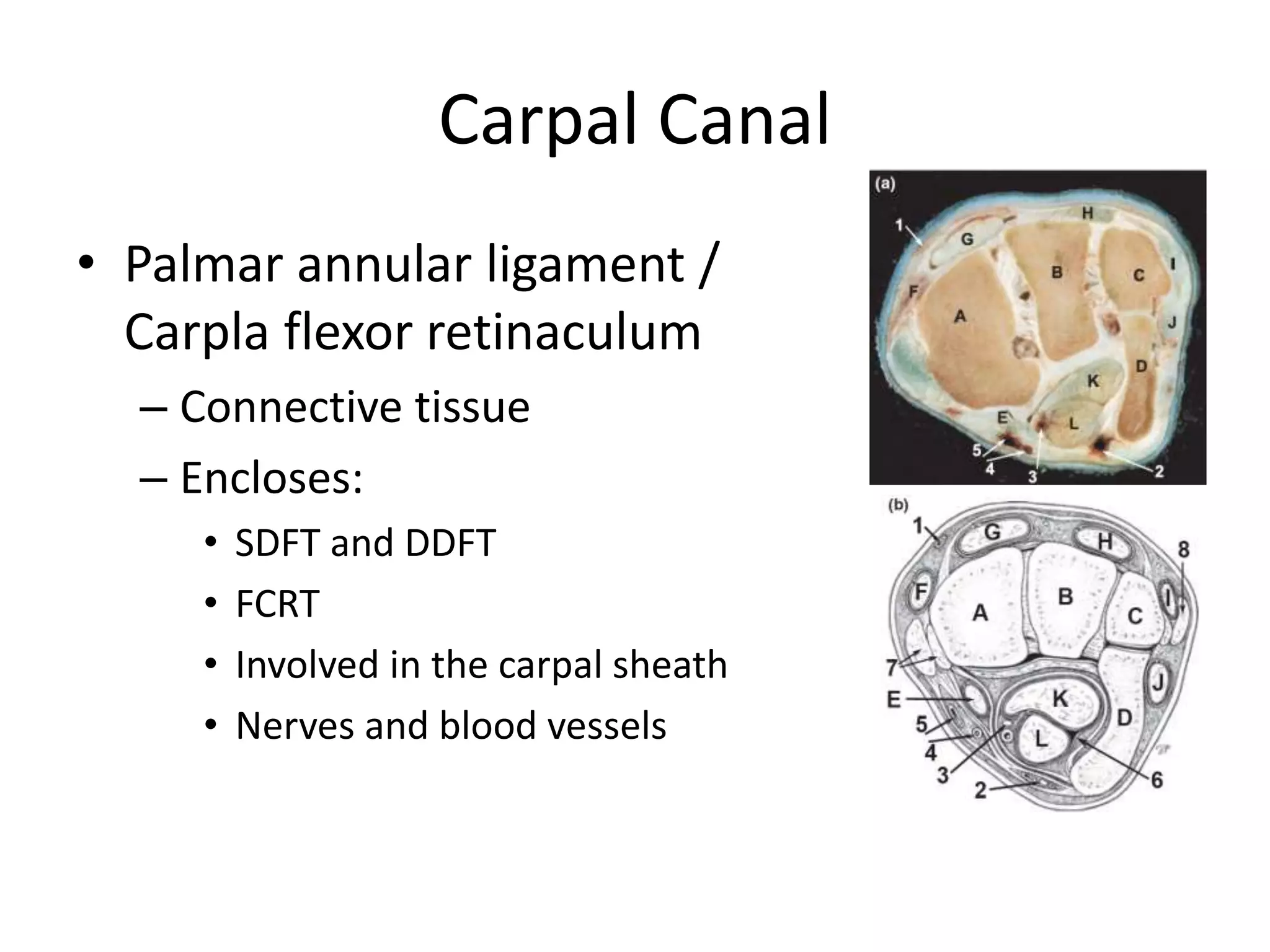 Equine Carpus Anatomy | PPTX