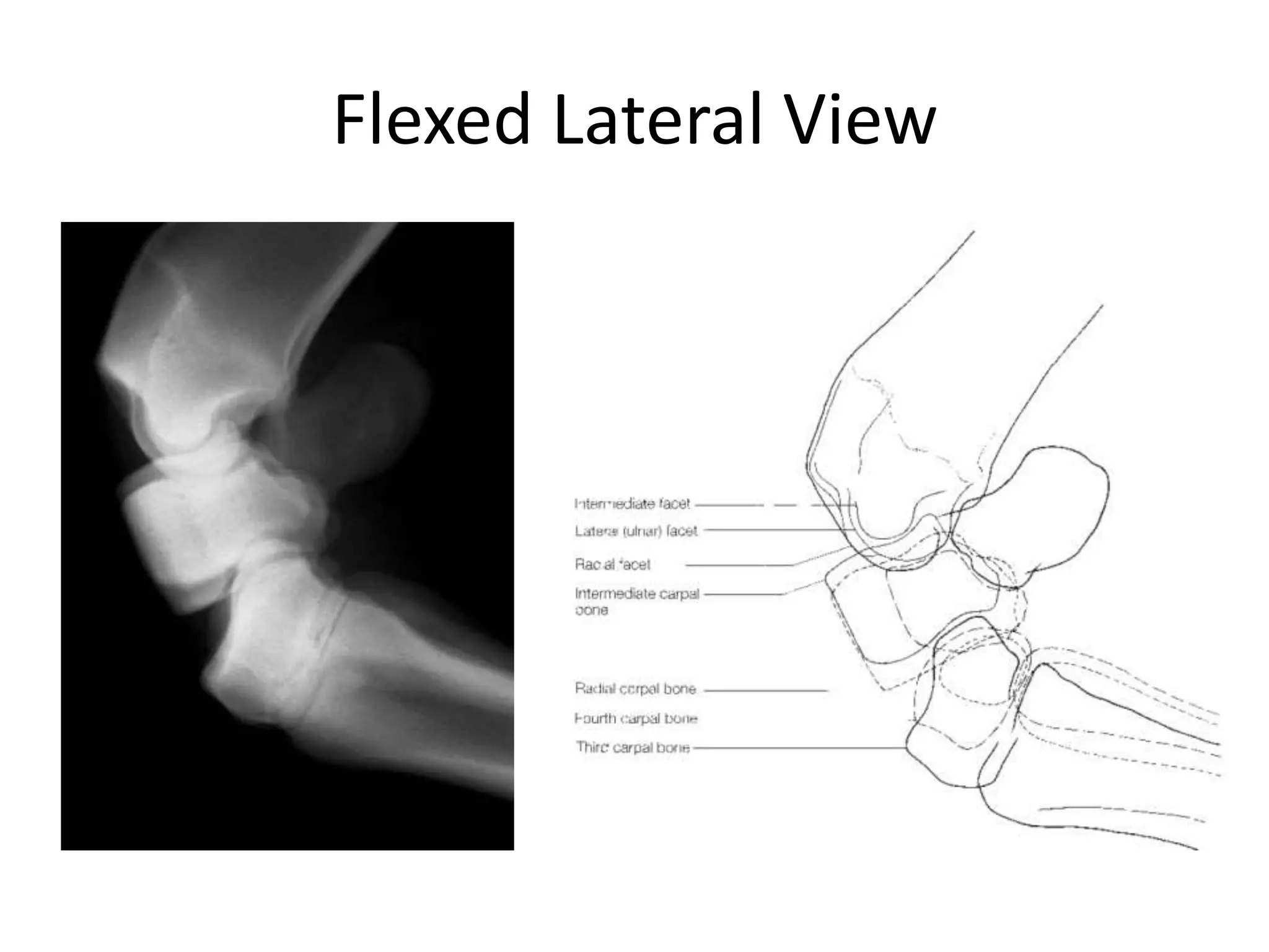 Equine Carpus Anatomy | PPTX