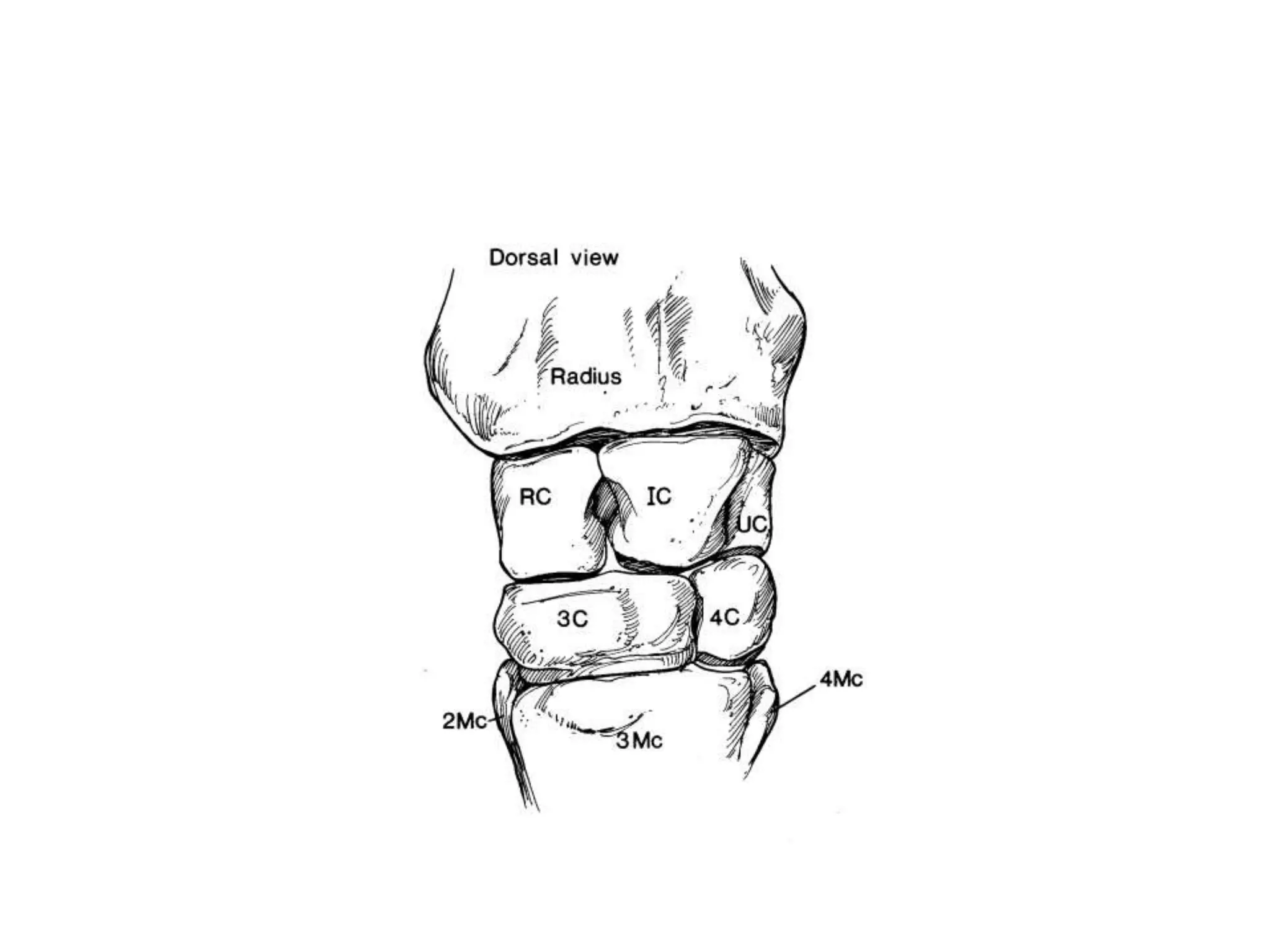 Equine Carpus Anatomy | PPTX