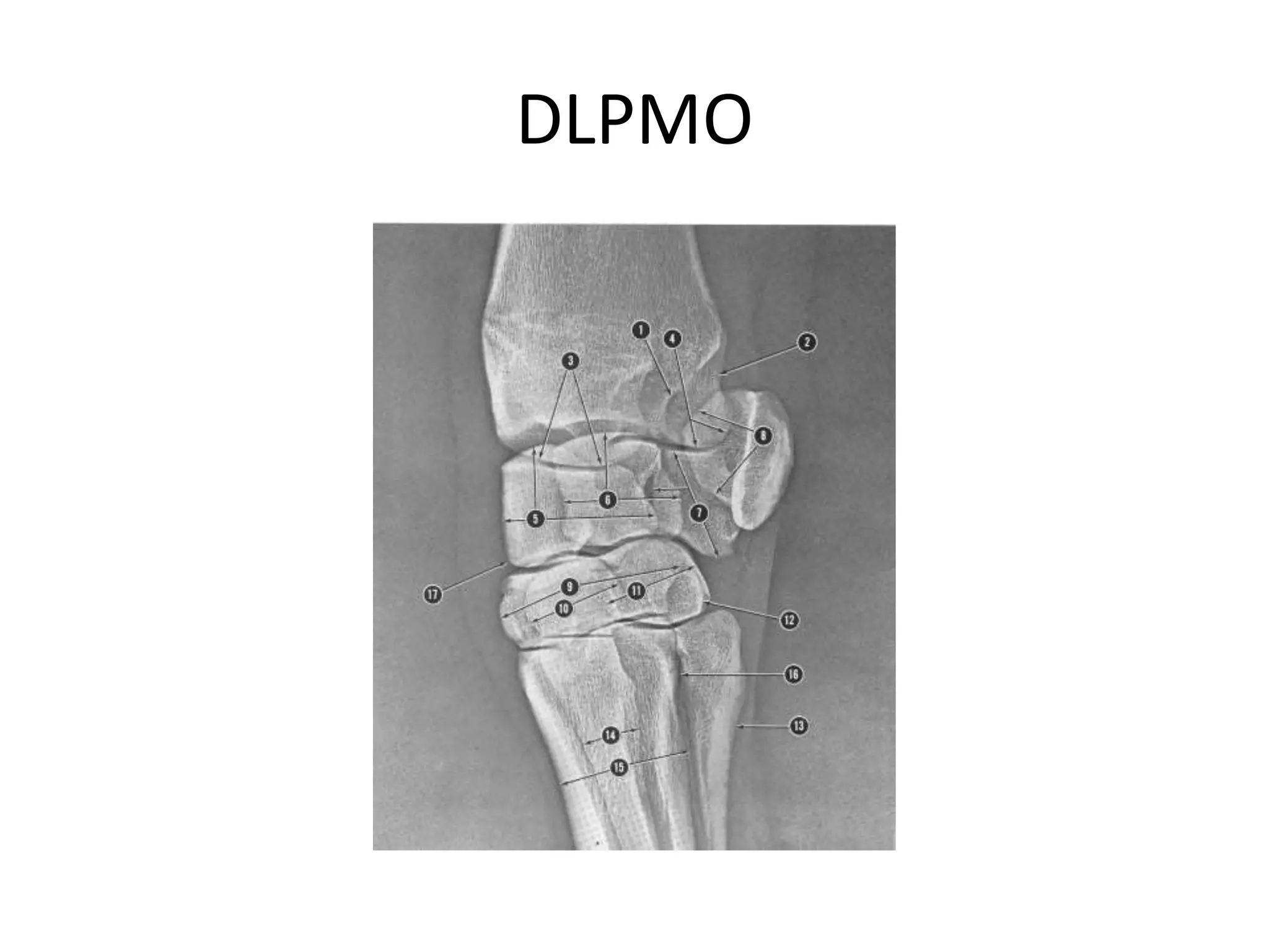 Equine Carpus Anatomy | PPTX