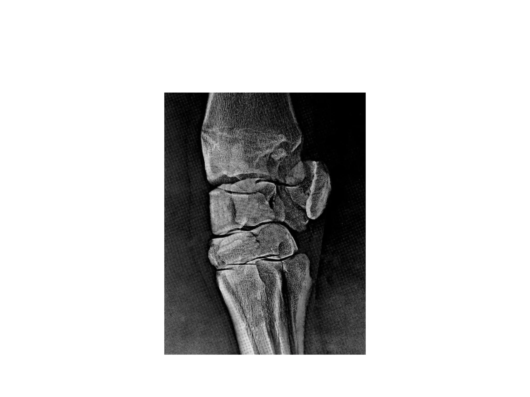 Equine Carpus Anatomy | PPTX