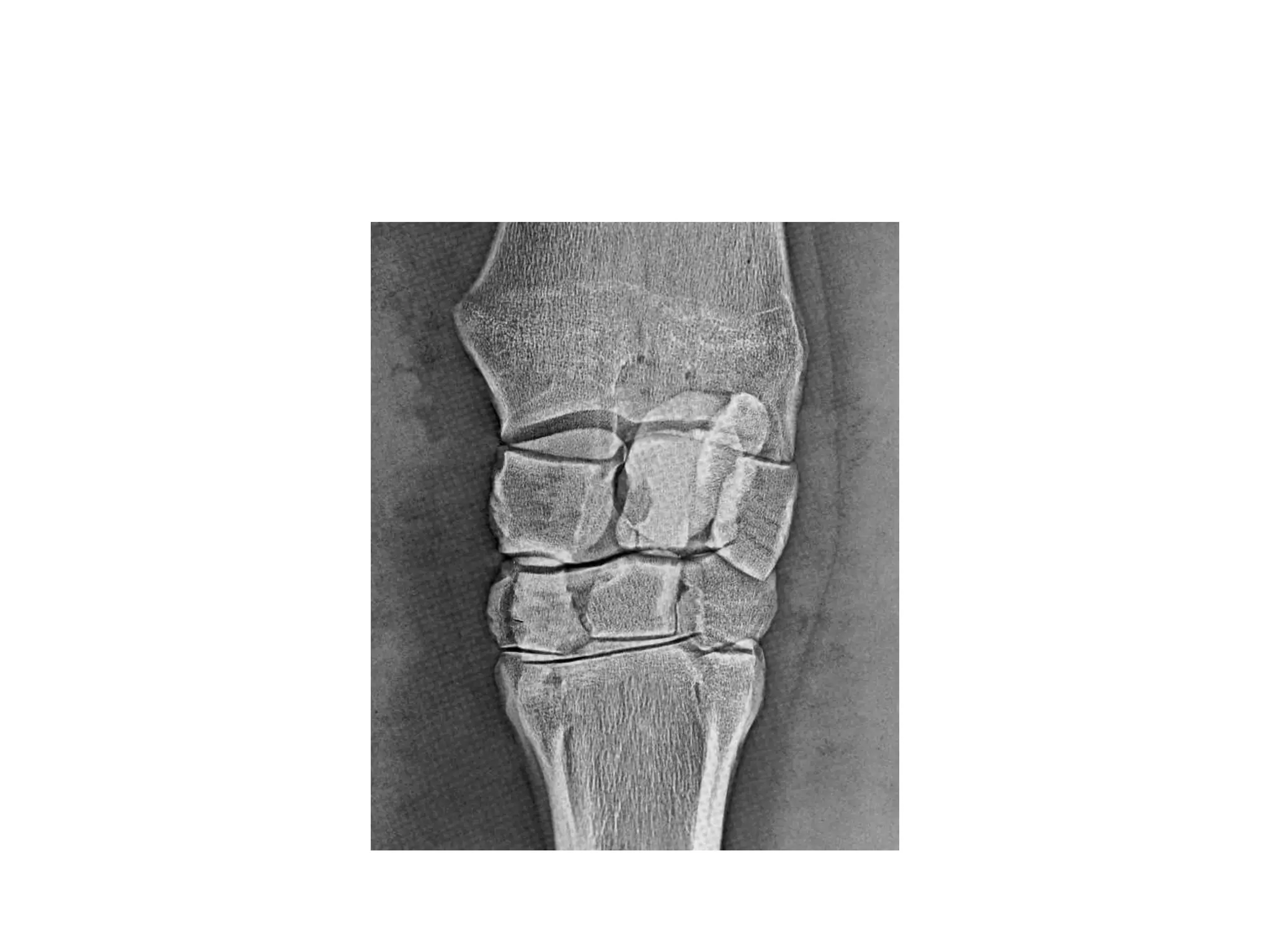 Equine Carpus Anatomy | PPTX