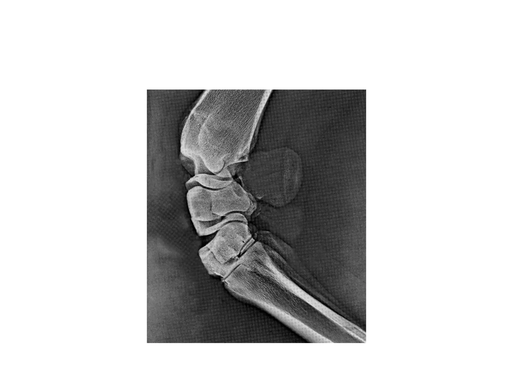 Equine Carpus Anatomy | PPTX