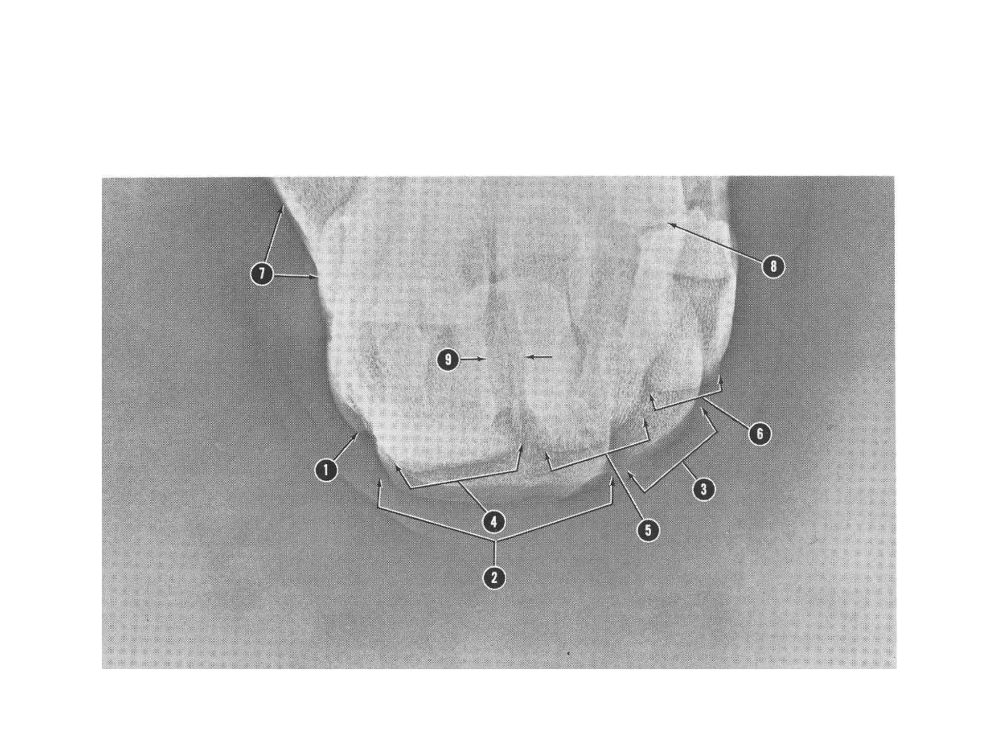 Equine Carpus Anatomy | PPTX