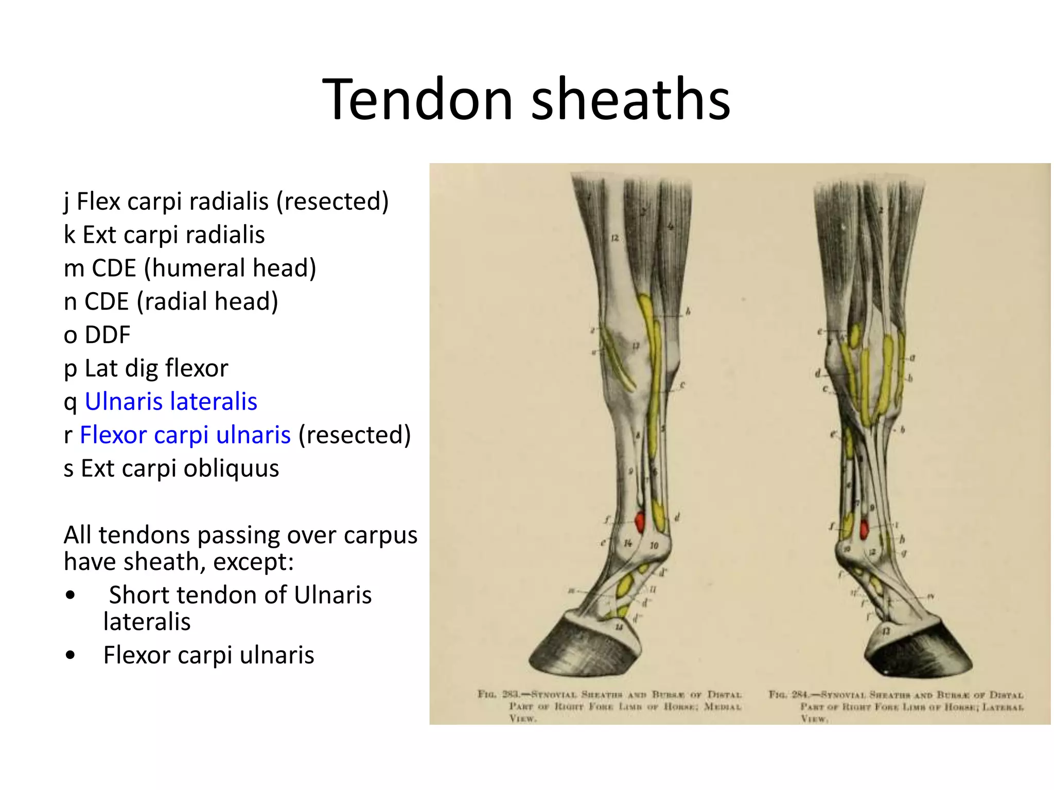 Equine Carpus Anatomy | PPTX