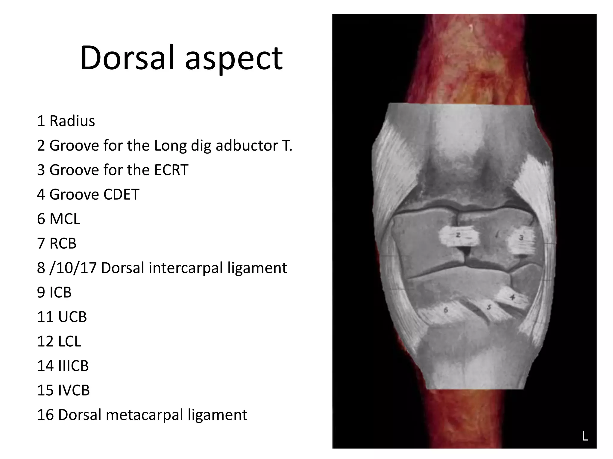 Equine Carpus Anatomy | PPTX