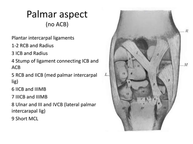 Equine Carpus Anatomy | PPTX
