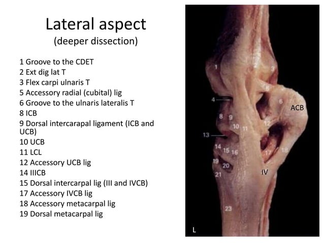 Equine Carpus Anatomy | PPTX