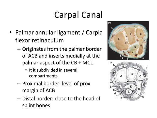 Equine Carpus Anatomy | PPTX