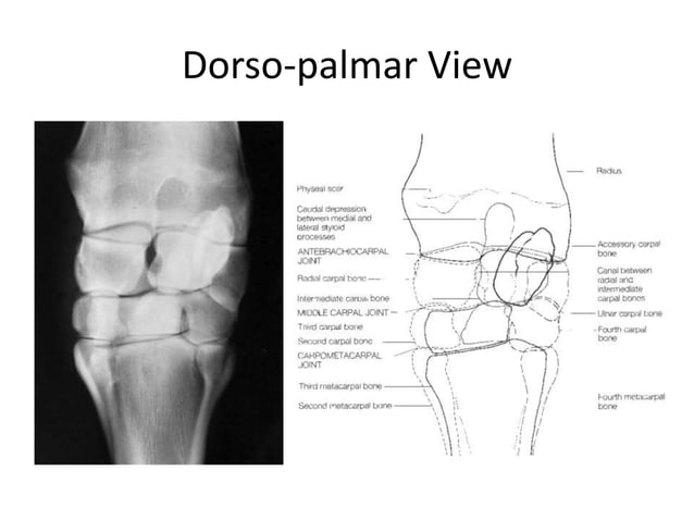Equine Carpus Anatomy | PPTX