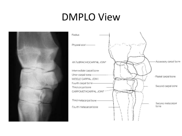 Equine Carpus Anatomy | PPTX