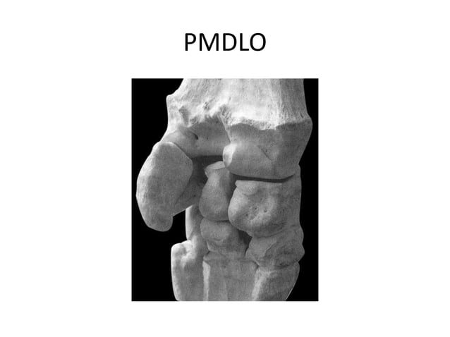 Equine Carpus Anatomy | PPTX