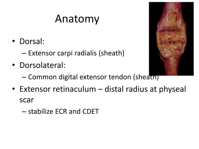 Equine Carpus Anatomy | PPTX