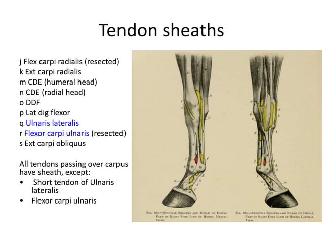 Equine Carpus Anatomy | PPTX