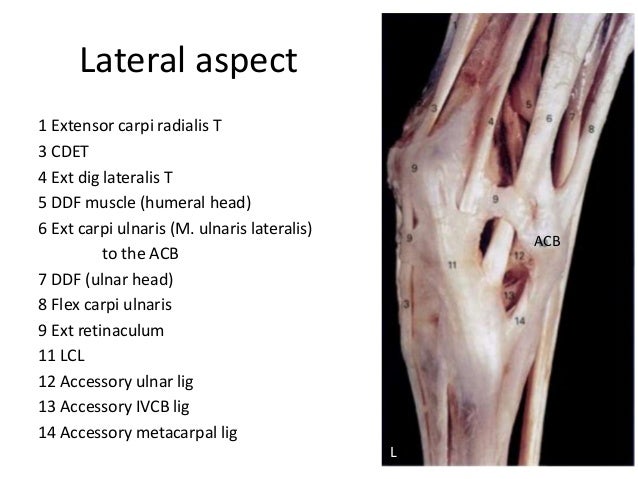 Equine Carpus Anatomy