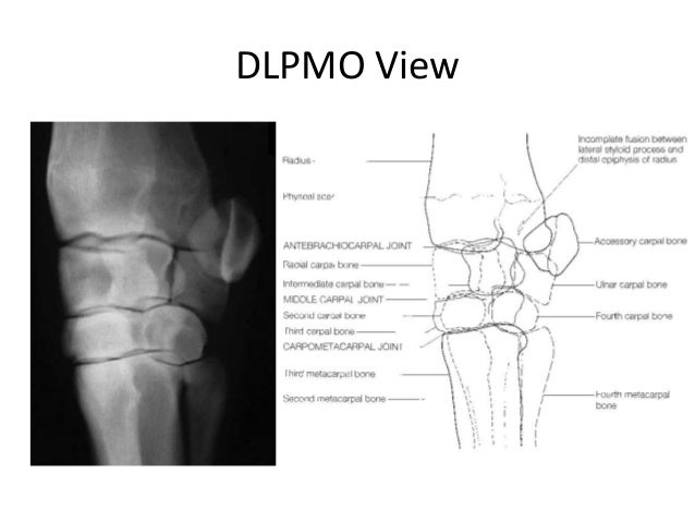 Equine Carpus Anatomy