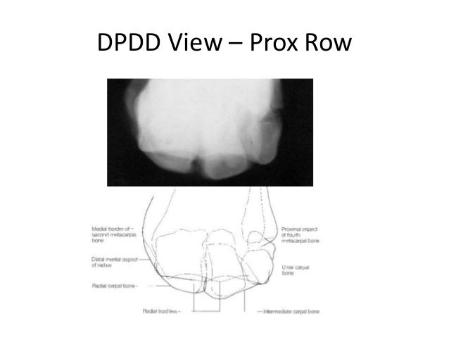 Equine Carpus Anatomy
