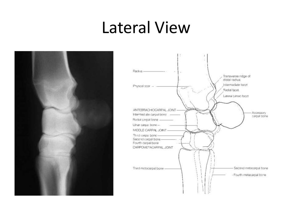 Equine Carpus Anatomy