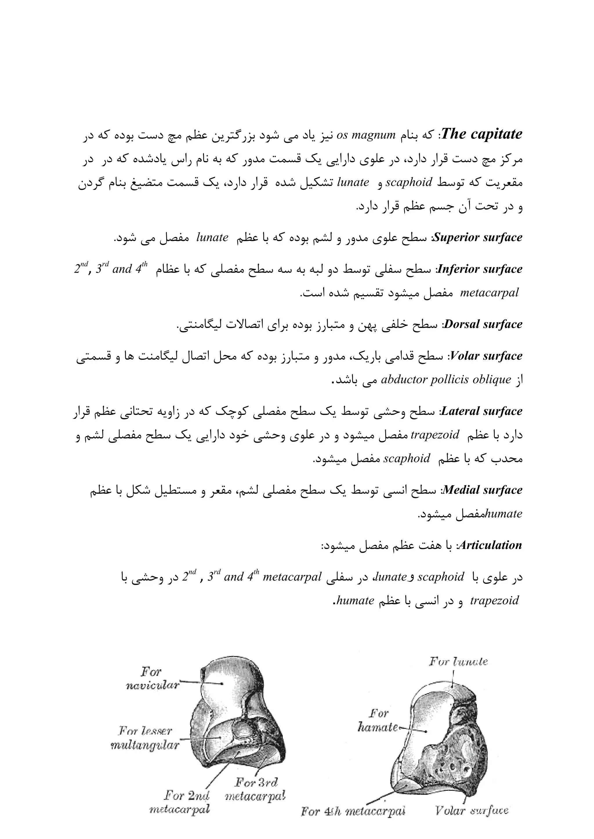 Carpal anatomy | PDF