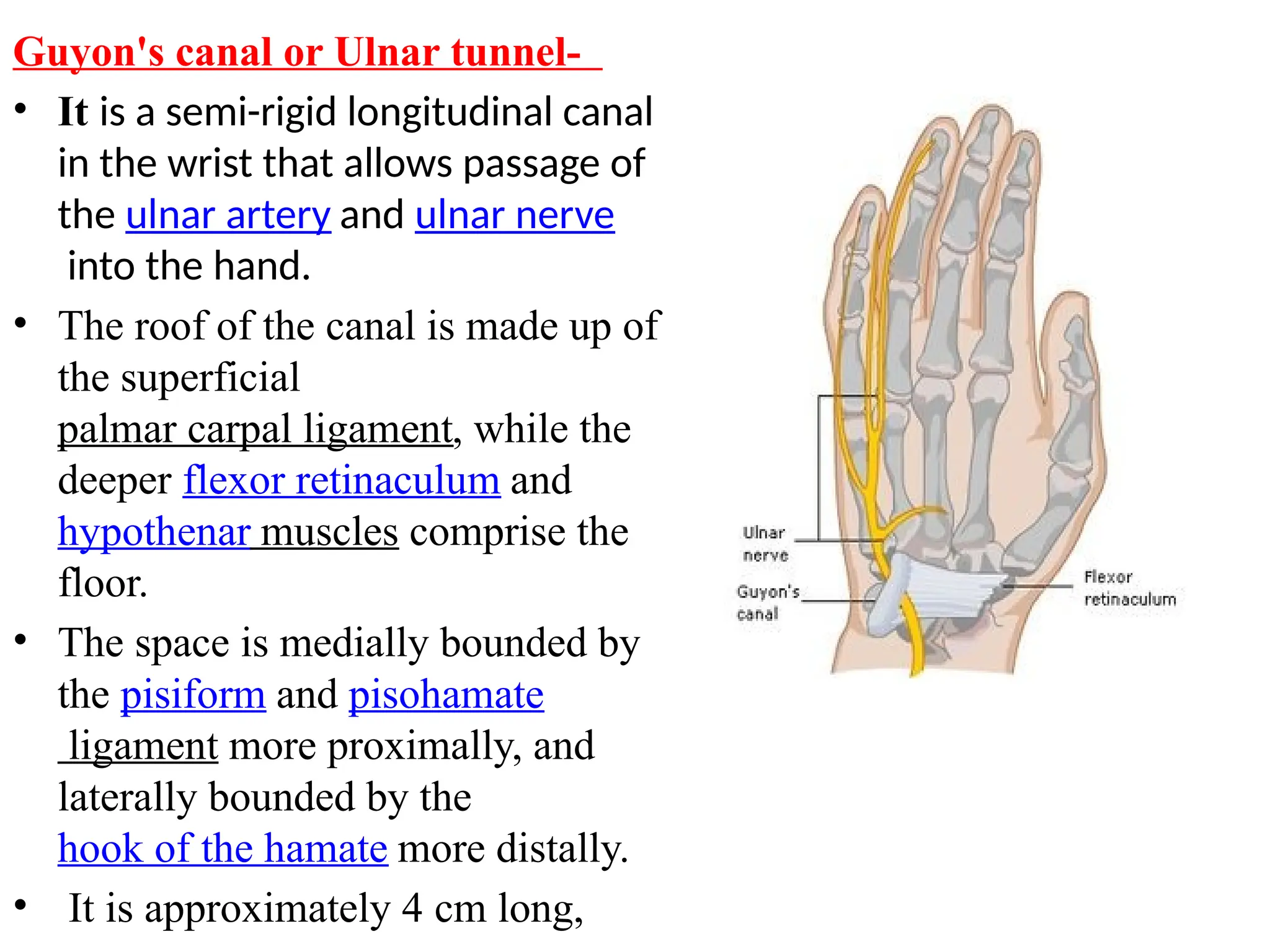 UpperCarpal andmeta carpal bone ppt.pptx