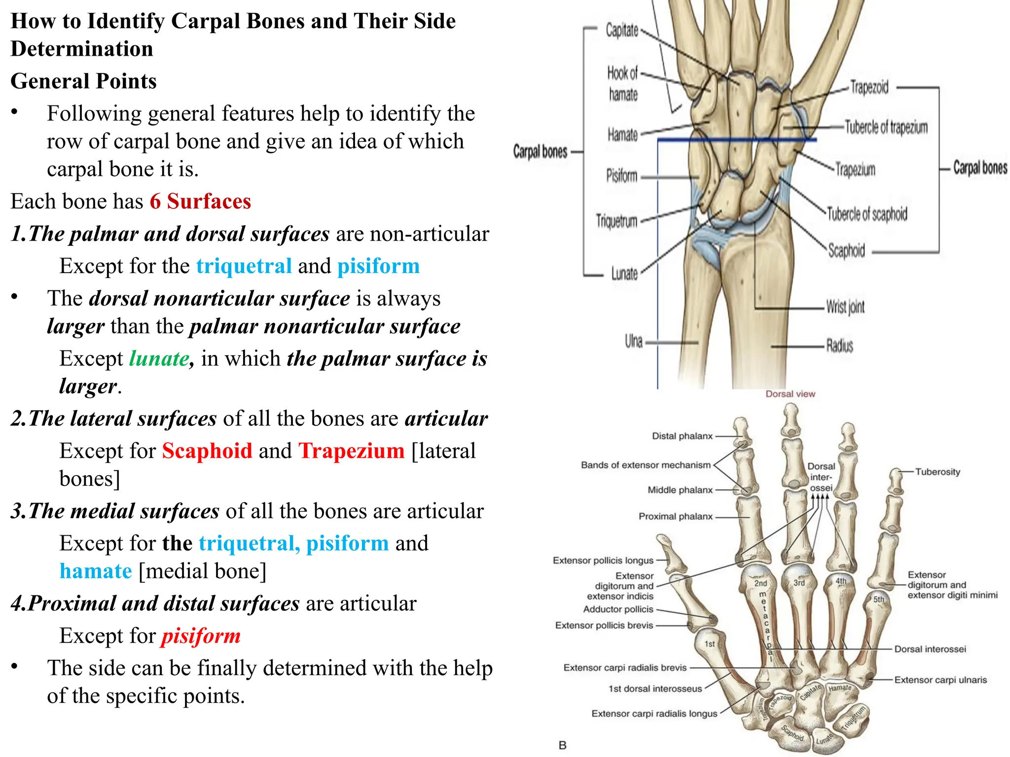 UpperCarpal andmeta carpal bone ppt.pptx