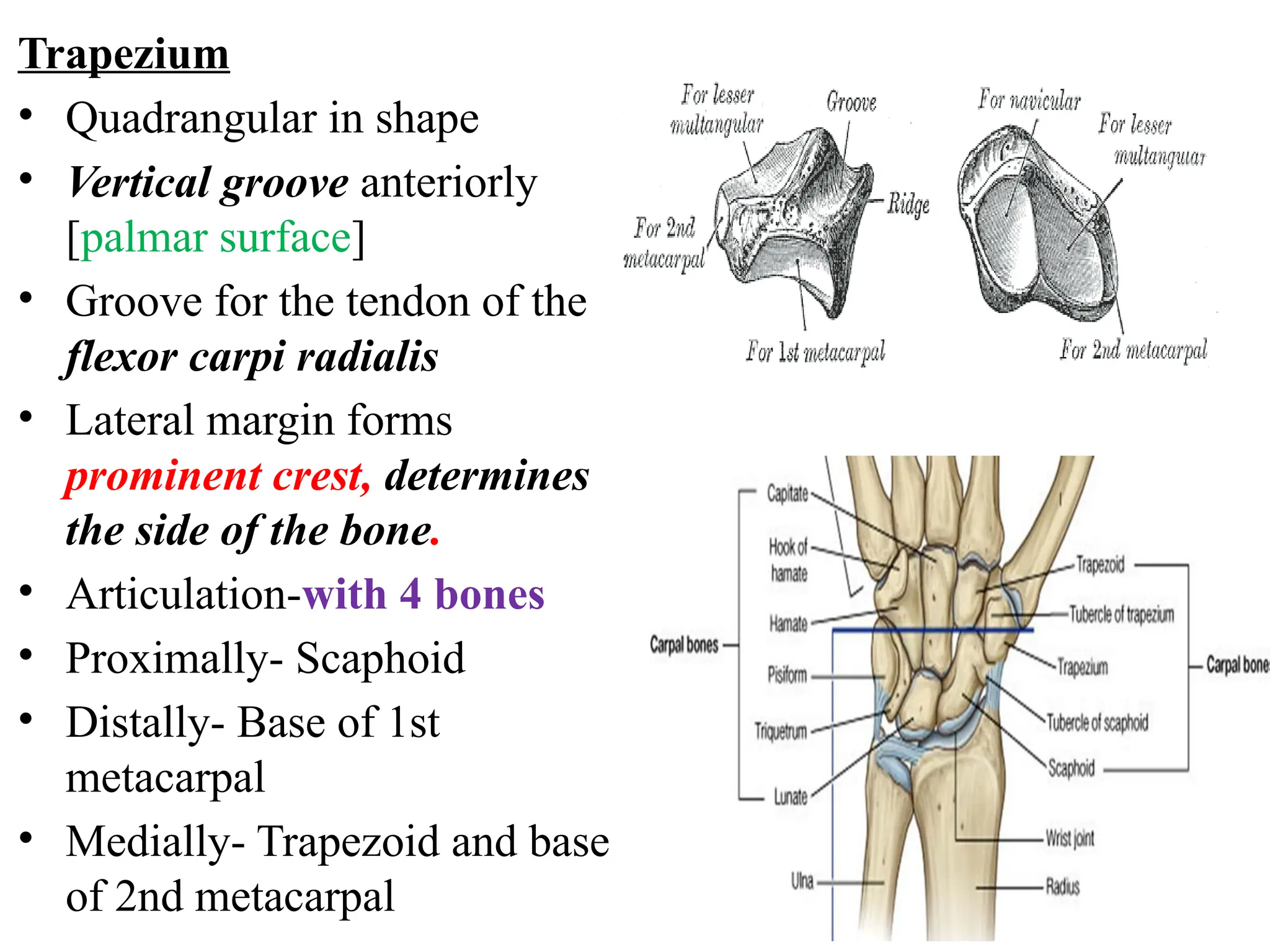 UpperCarpal andmeta carpal bone ppt.pptx
