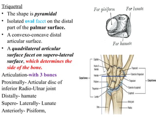 UpperCarpal andmeta carpal bone ppt.pptx