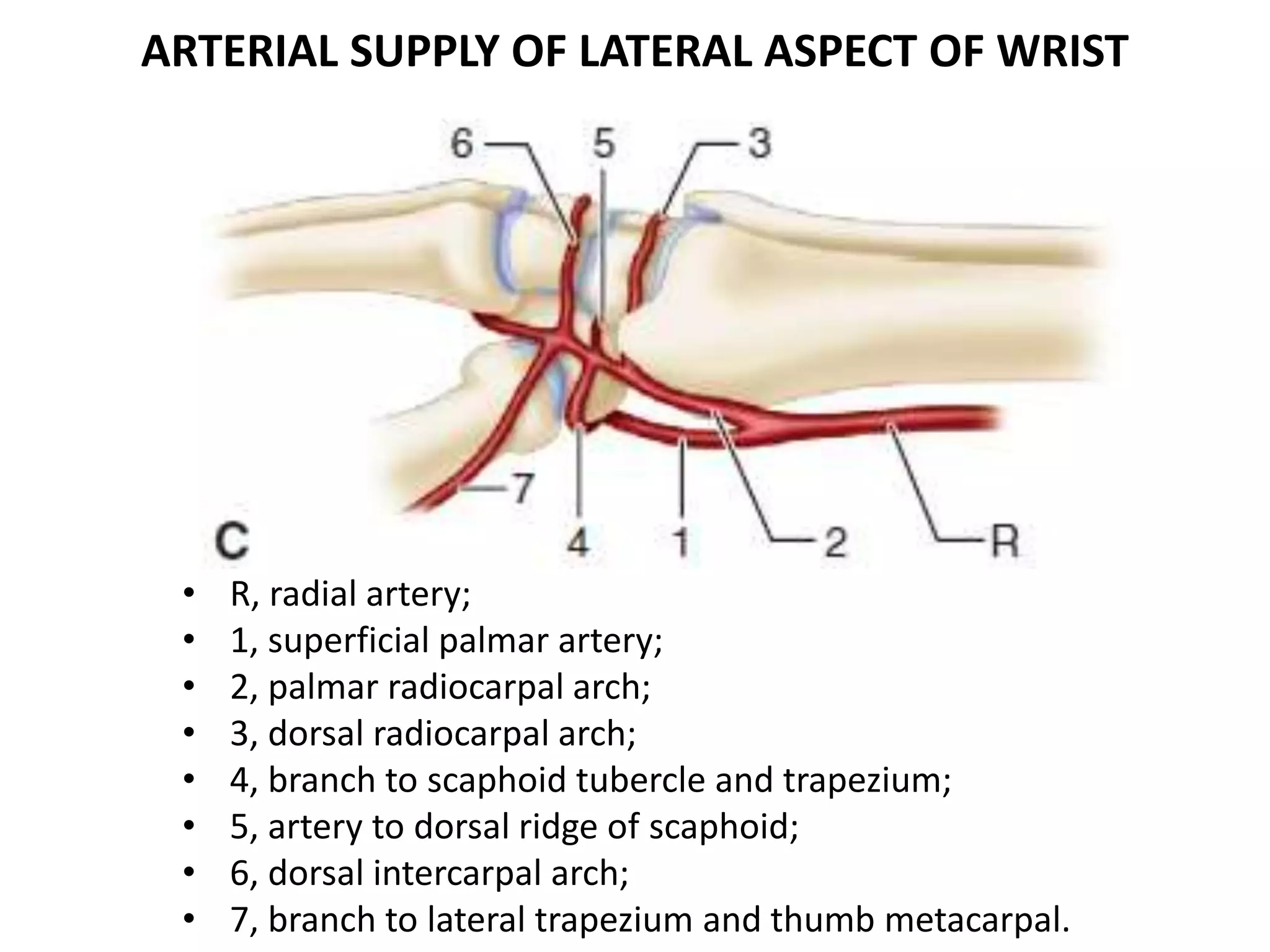 Carpal bone fractures | PPTX