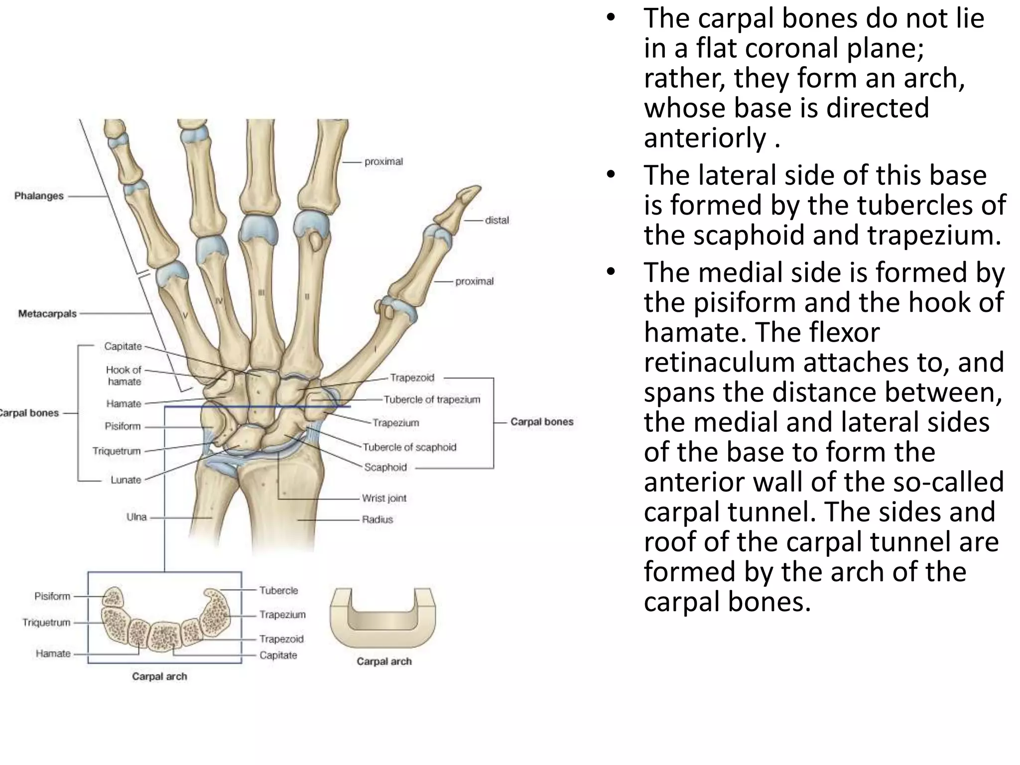 Carpal bone fractures | PPTX