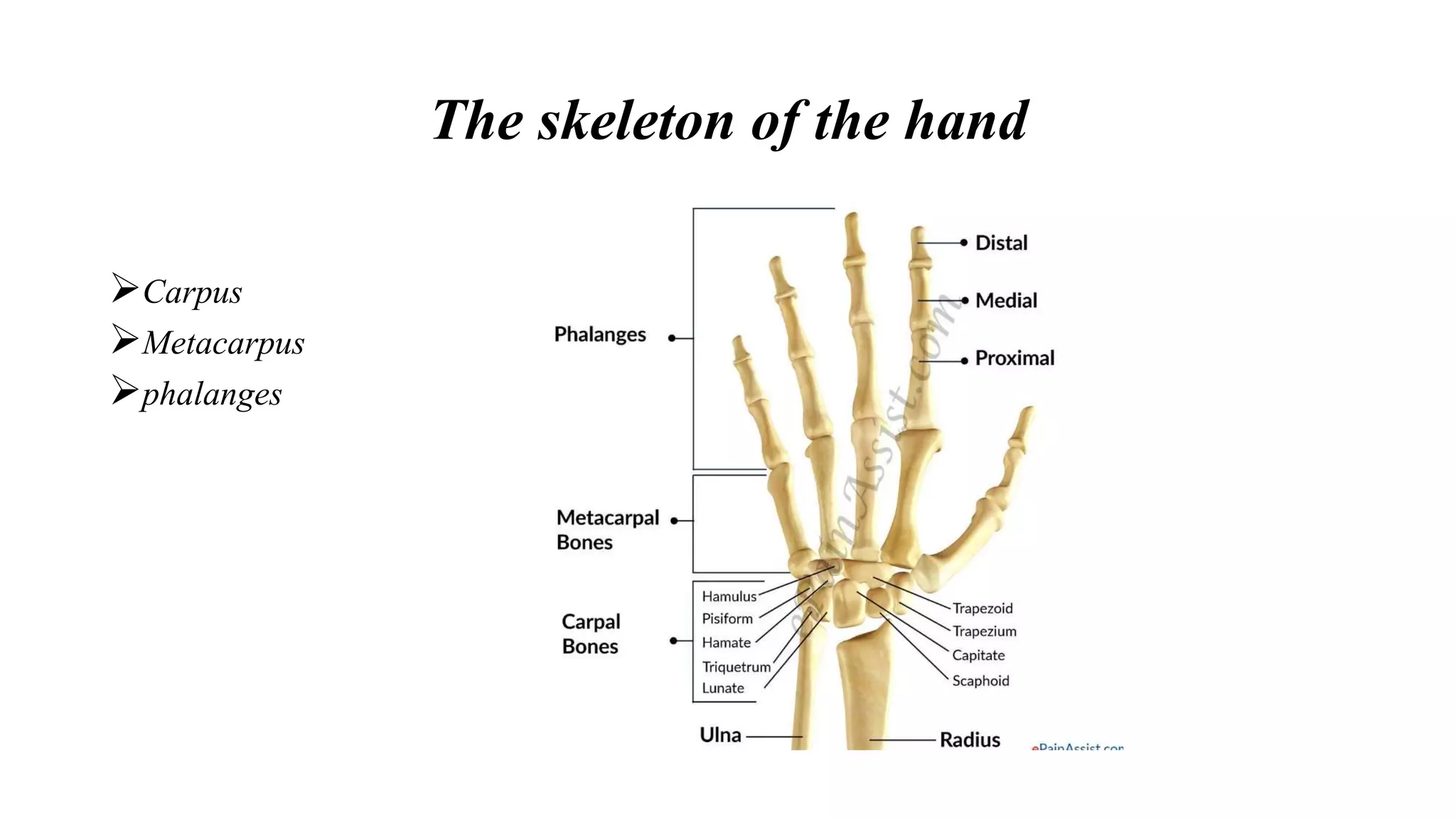 Carpal bones antomy | PPTX