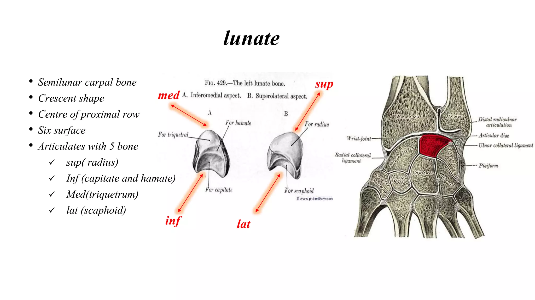 Carpal bones antomy | PPTX
