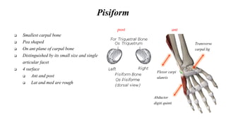 Carpal bones antomy | PPTX