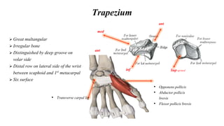 Carpal bones antomy | PPTX