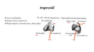 Carpal bones antomy | PPTX