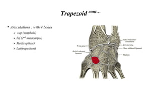 Carpal bones antomy | PPTX