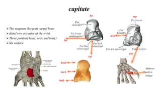 Carpal bones antomy | PPTX